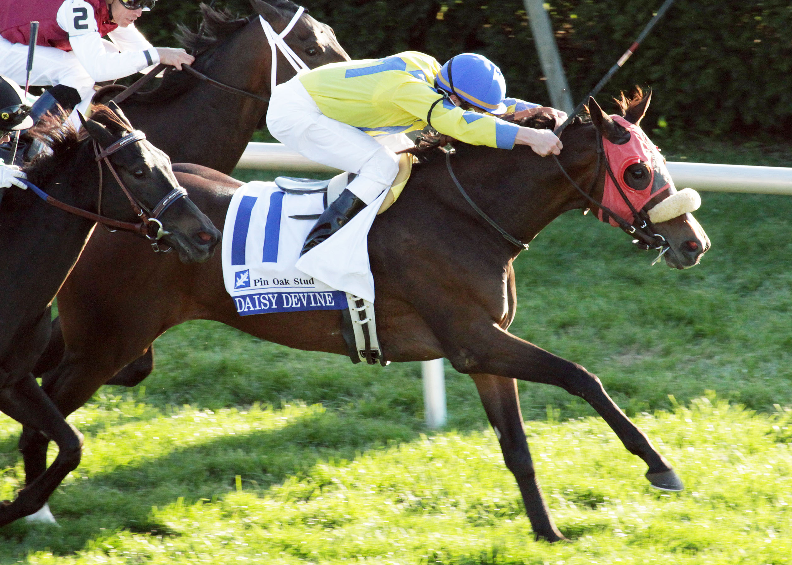 Daisy Devine surprises at 43-1 in Valley View turf debut | BRISnet.com Trusted Data & More