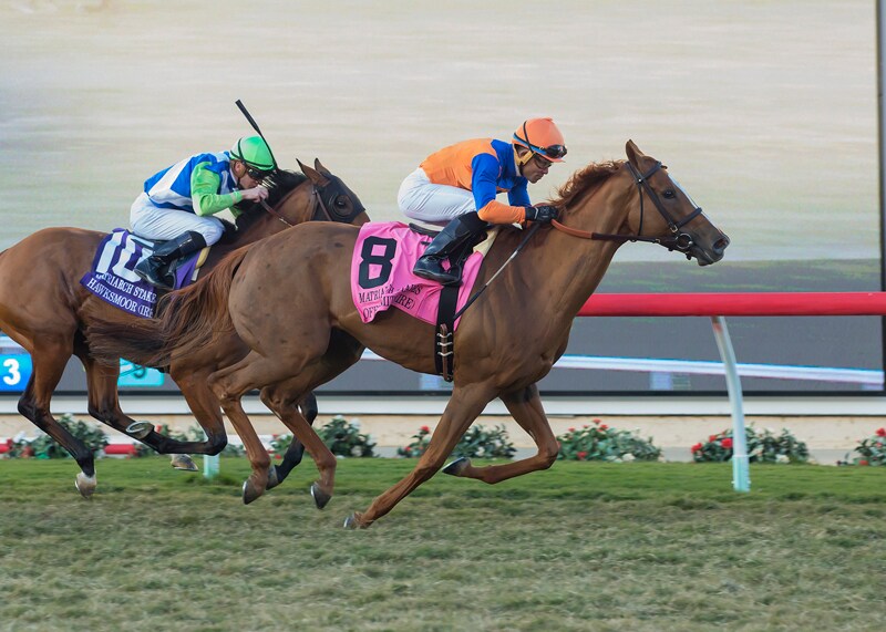 Off Limits last to first in Matriarch | BRISnet.com Trusted Data & More