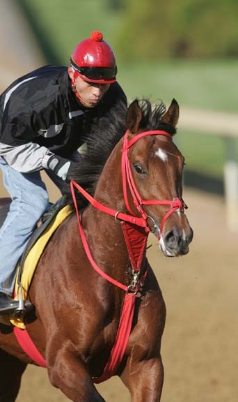 Afleet Alex breezes four furlongs | BRISnet.com Trusted Data & More
