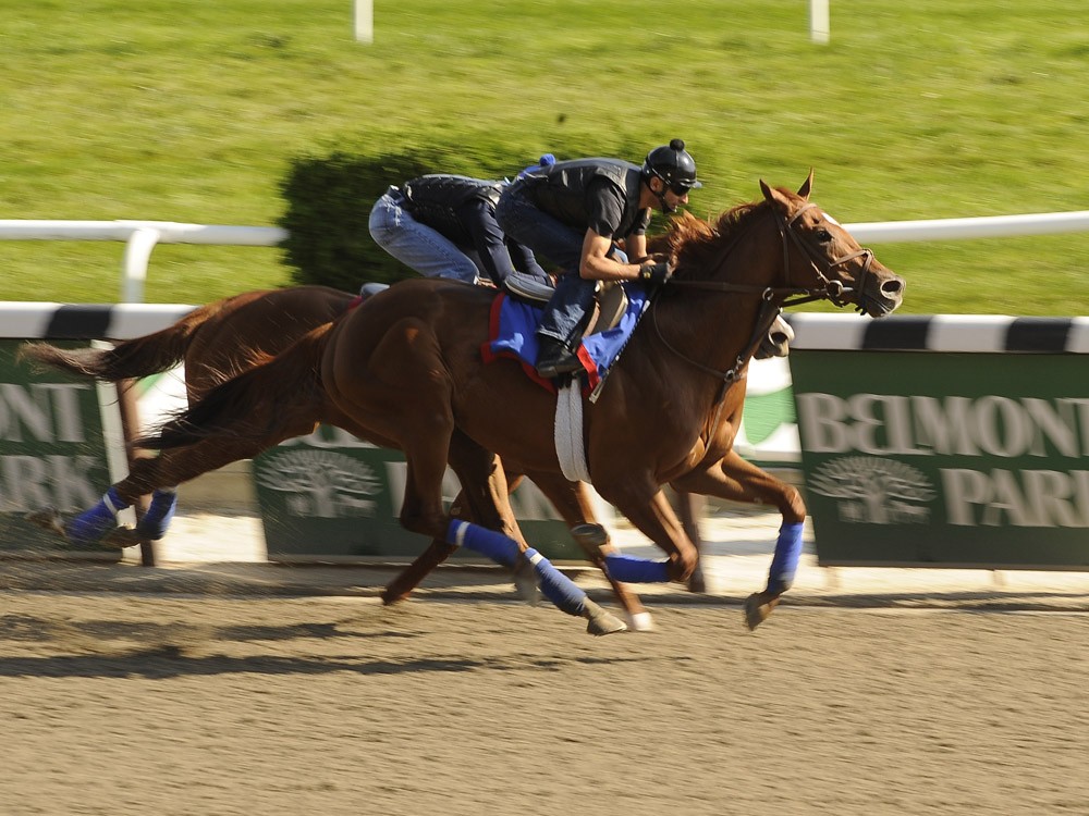 Animal Kingdom, Nehro put in final works for Belmont - Brisnet
