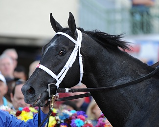 Cairo Prince goes 'perfect' half-mile in first work since Holy Bull ...