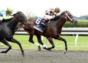 Thirteen to line up in Spinster - Brisnet