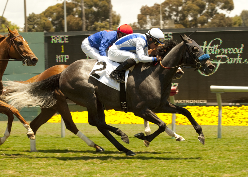 Harmonious reappears in Royal Heroine | BRISnet.com Trusted Data & More