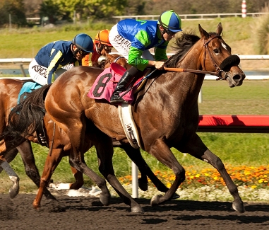 Include Me Out takes Hollywood by 'Storm' - Brisnet