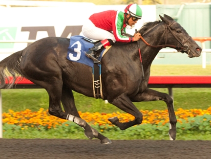 Lady of Fifty scores in Bayakoa | BRISnet.com Trusted Data & More