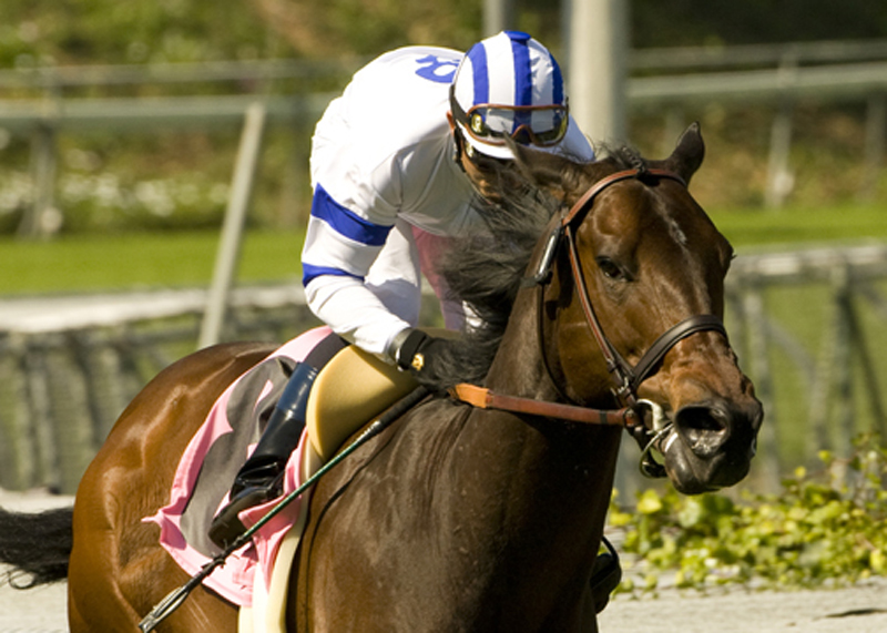 Compari, Mr Gruff back in action at Hollywood | BRISnet.com Trusted ...