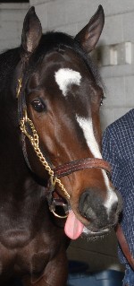 Rachel Alexandra records first official workout of 2010 - Brisnet