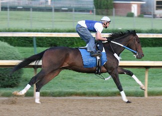 Rachel Alexandra works; next start undecided | BRISnet.com Trusted Data ...