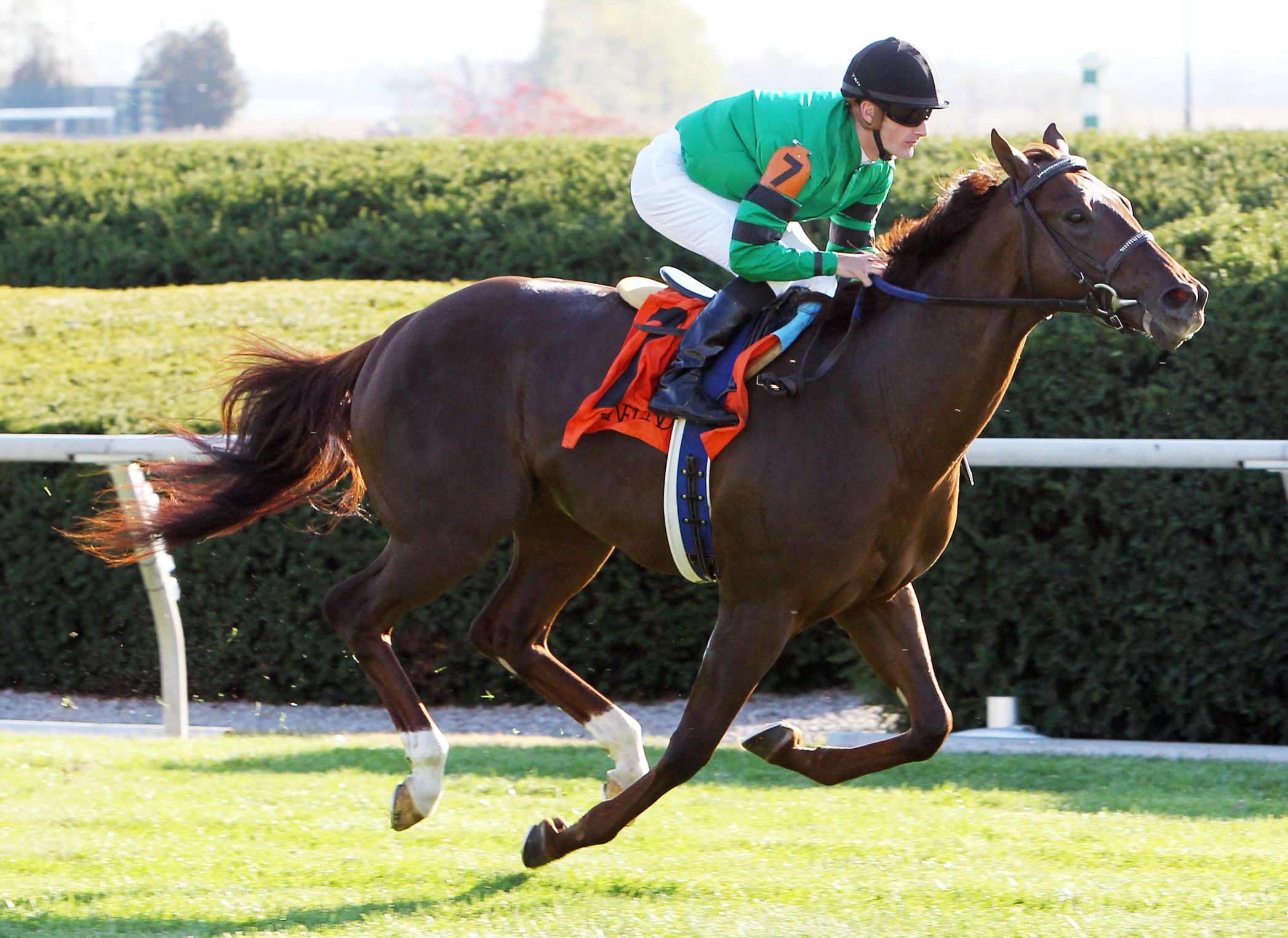 Rogue Romance sidelined with foot fracture | BRISnet.com Trusted Data ...