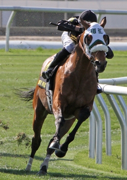 Skyring leads throughout in Muniz Memorial | BRISnet.com Trusted Data ...