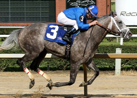 Taptowne works for final start of 2013 - Brisnet