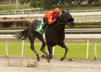 Comma to the Top wires off-the-turf Daytona - Brisnet