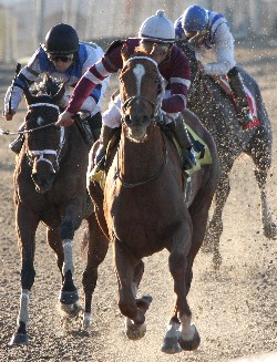 War Echo heralds return with DRF Distaff victory | BRISnet.com Trusted ...