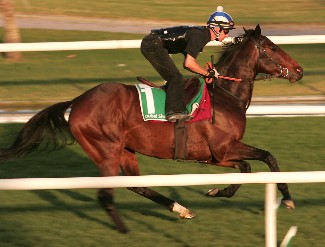 Youmzain works over Nad al Sheba turf - Brisnet